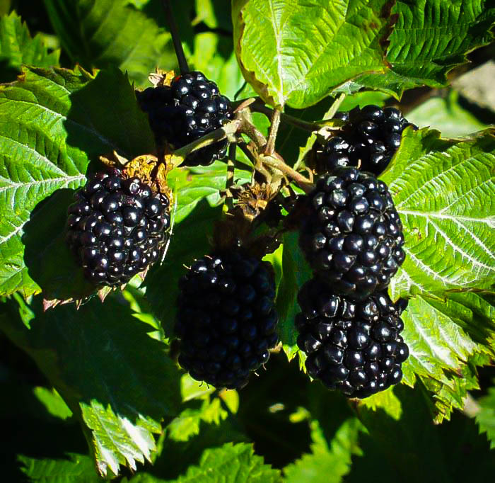 Apache Thornless Blackberry Bushes For Sale | The Tree Center