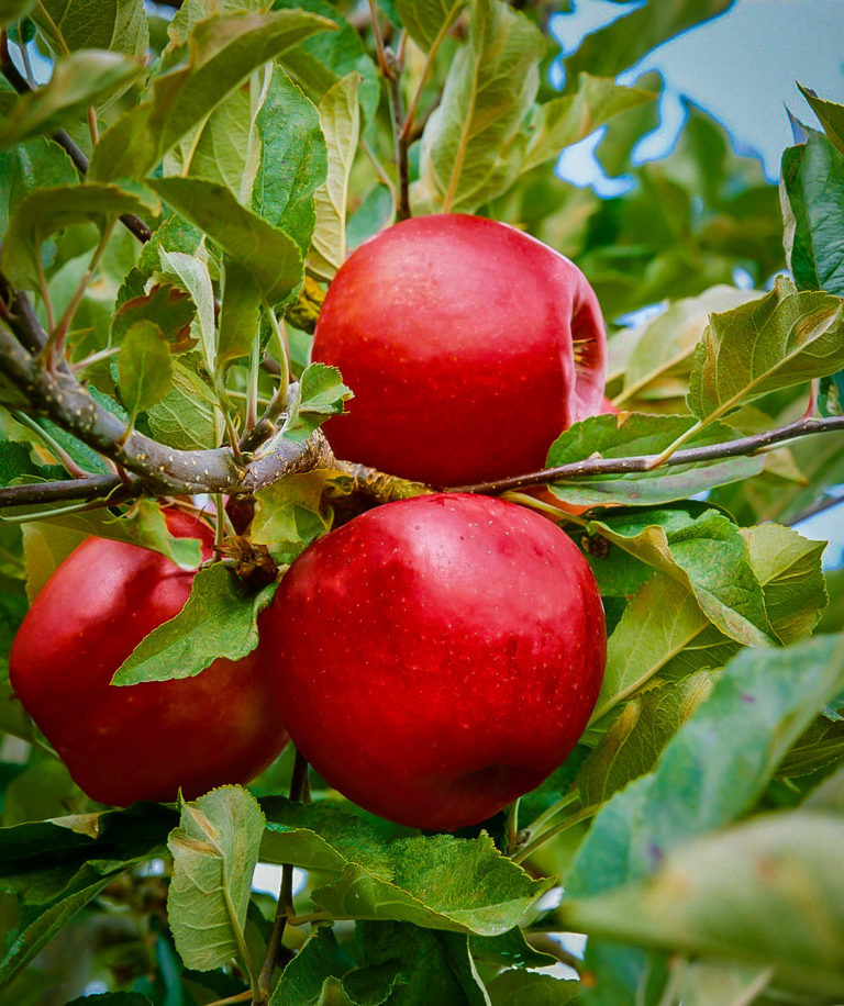 Empire Apple Trees For Sale Online | The Tree Center