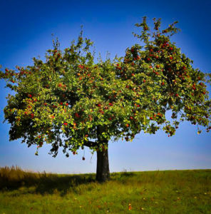 Empire Apple Trees For Sale Online | The Tree Center