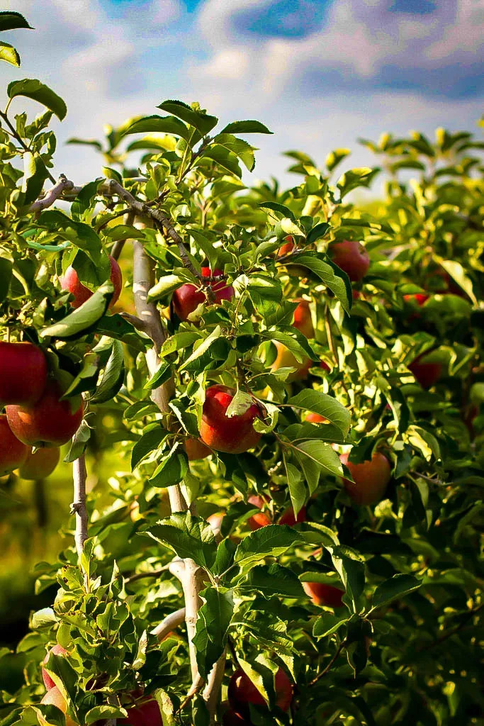 Jonagold Apple Trees For Sale Online | The Tree Center