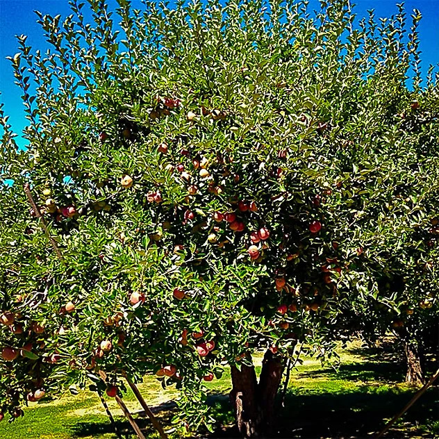 Stayman Apple Trees For Sale Online | The Tree Center