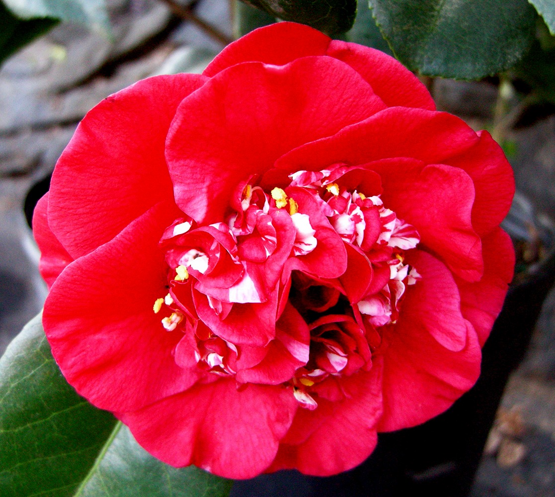April Tryst Camellia Bushes For Sale Online | The Tree Center