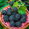 Arapaho Thornless Blackberry Bushes For Sale | The Tree Center