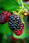 Arapaho Thornless Blackberry Bushes For Sale | The Tree Center