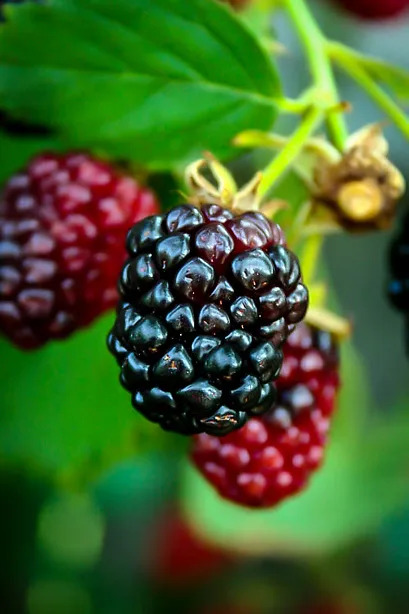 Arapaho Thornless Blackberry Bushes For Sale | The Tree Center