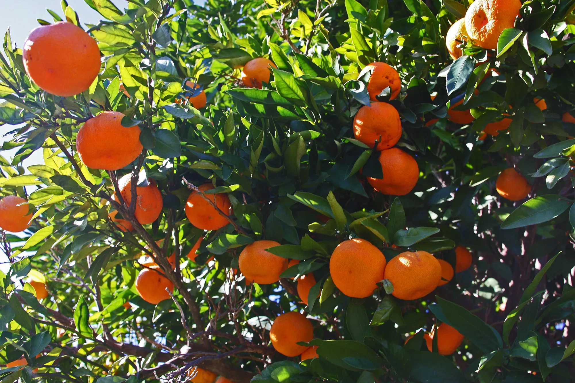 Arctic Frost Satsuma Tree For Sale Online | The Tree Center