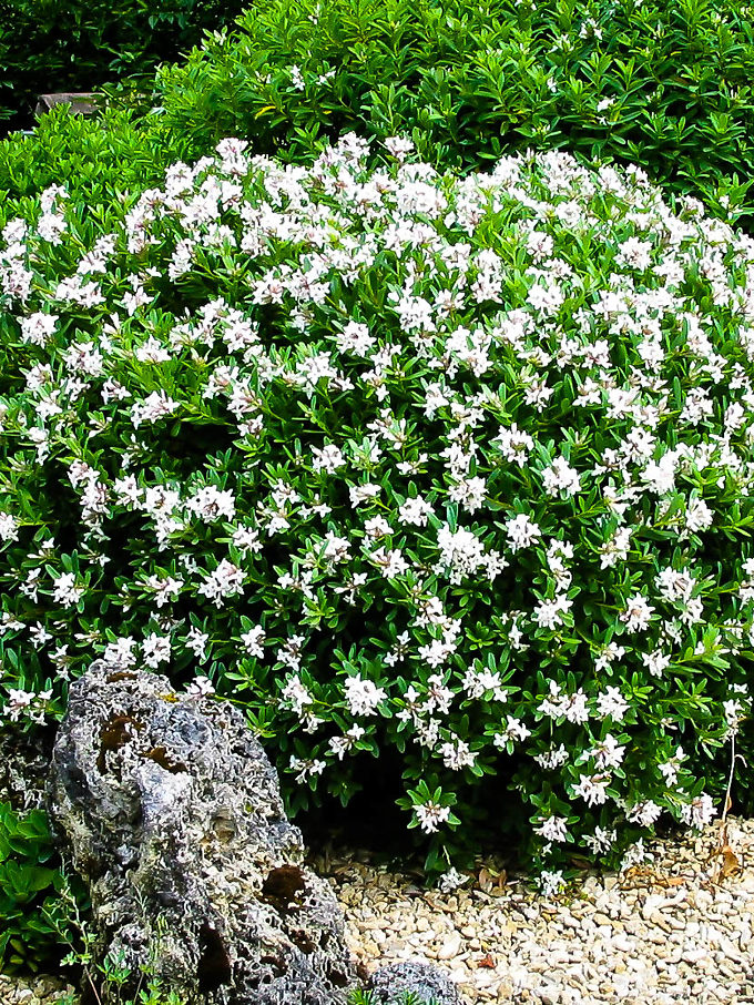 Kleim's Hardy Gardenia Plants For Sale | The Tree Center