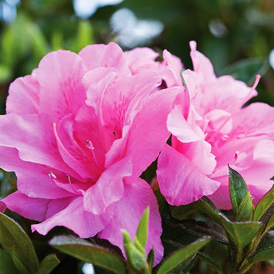 Autumn Carnation Encore Azalea For Sale Online | The Tree Center