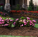 Autumn Carnation Encore Azalea For Sale Online | The Tree Center