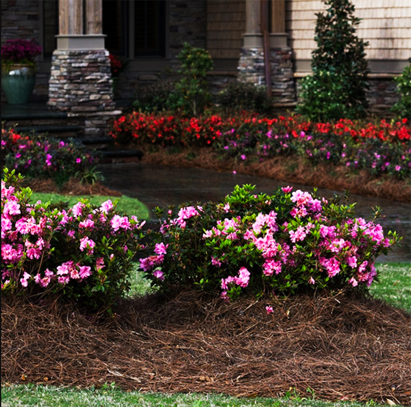 Autumn Carnation Encore Azalea For Sale Online | The Tree Center