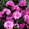 Autumn Carnation Encore Azalea For Sale Online | The Tree Center