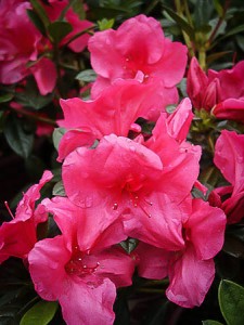 Autumn Carnival Encore Azalea For Sale | The Tree Center