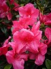 Autumn Carnival Encore Azalea For Sale | The Tree Center