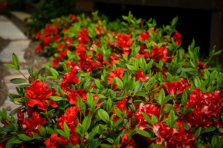 Autumn Embers Azalea For Sale Online | The Tree Center