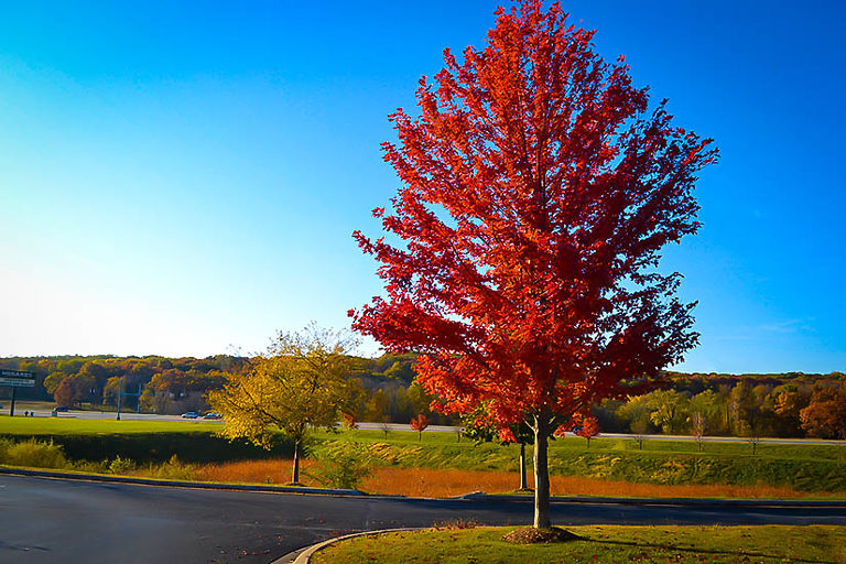 Autumn Flame Red Maple For Sale | The Tree Center