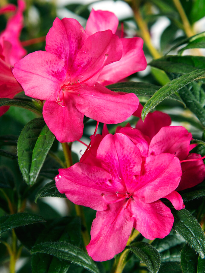 Autumn Coral Encore Azalea For Sale Online | The Tree Center