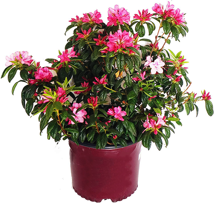 Autumn Coral Encore Azalea For Sale Online | The Tree Center