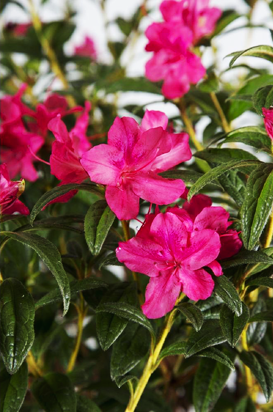Autumn Coral Encore Azalea For Sale Online | The Tree Center