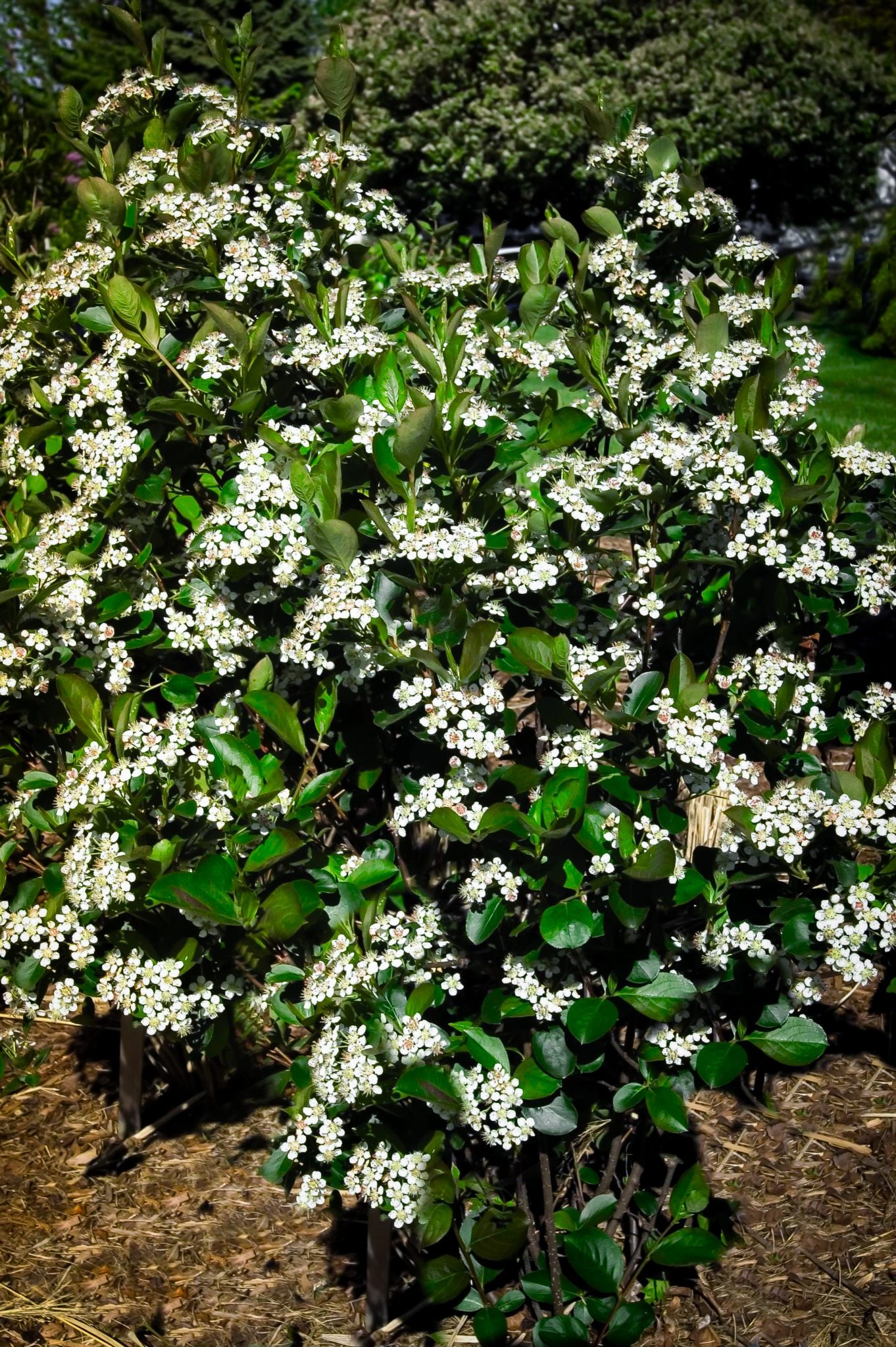 Autumn Magic Black Chokeberry Shrubs For Sale Online | The Tree Center