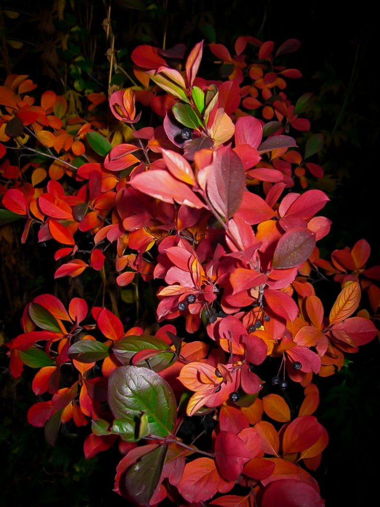Autumn Magic Black Chokeberry Shrubs For Sale Online | The Tree Center