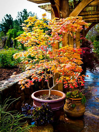 Jubilee Japanese Maple Trees For Sale Online | The Tree Center