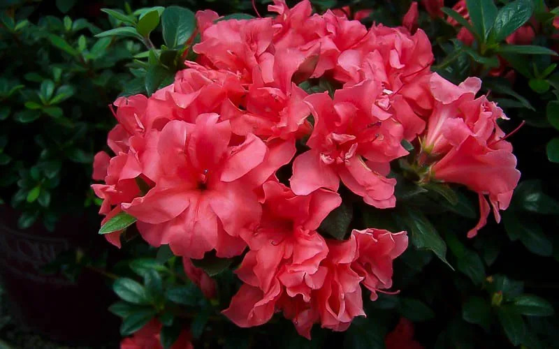 Autumn Princess Encore Azalea For Sale | The Tree Center