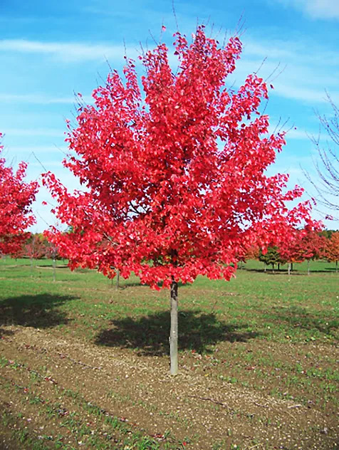 Autumn Radiance Red Maples For Sale Online | The Tree Center