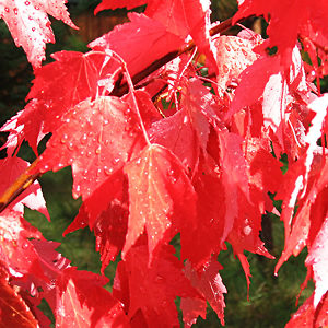 Autumn Radiance Red Maples For Sale Online | The Tree Center