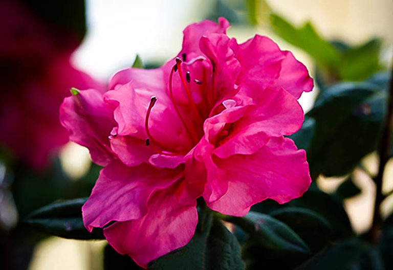 Buy Autumn Rouge Encore Azaleas Online | The Tree Center