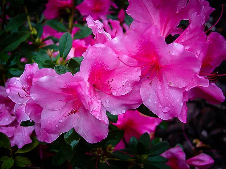 Autumn Royalty Encore Azaleas For Sale | The Tree Center Autumn Royalty Encore Azaleas For Sale | The Tree Center