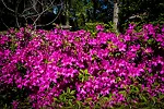 Autumn Royalty Encore Azaleas For Sale | The Tree Center
