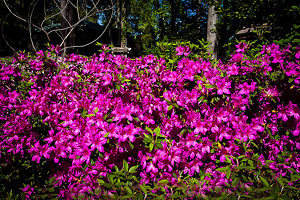 Autumn Royalty Encore Azaleas For Sale | The Tree Center