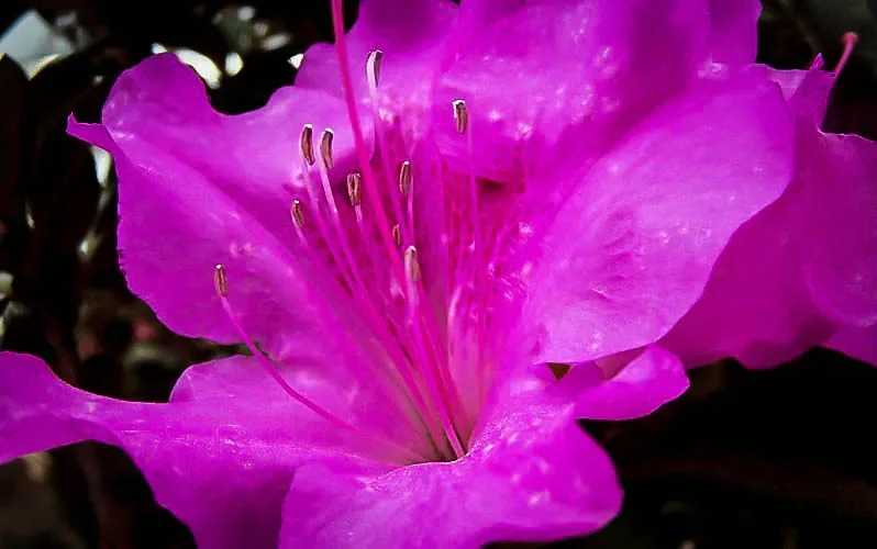 Autumn Royalty Encore Azaleas For Sale | The Tree Center