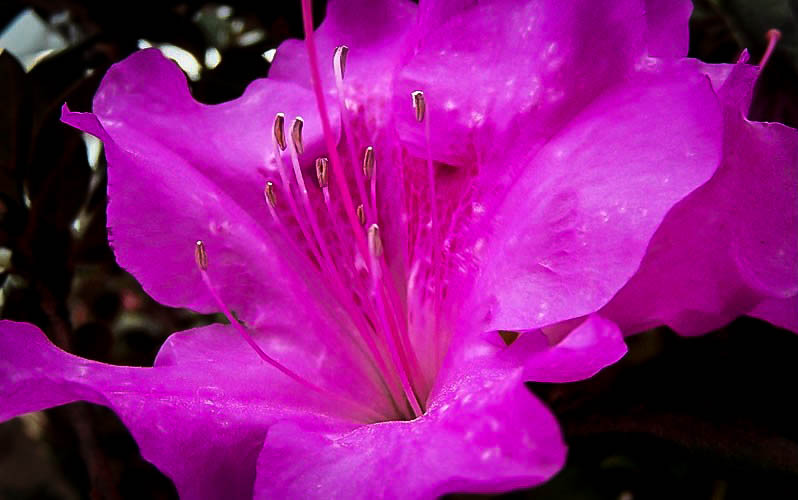 Autumn Royalty Encore Azaleas For Sale | The Tree Center