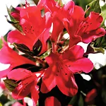 Autumn Ruby Encore Azalea For Sale Online | The Tree Center