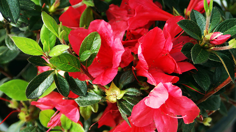 Autumn Ruby Encore Azalea For Sale Online | The Tree Center