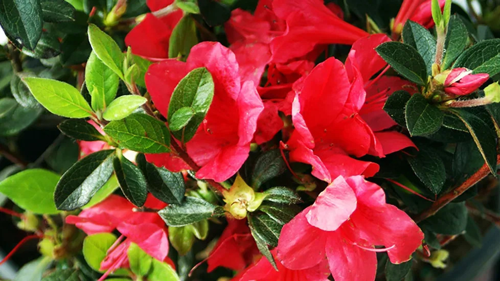 Autumn Ruby Encore Azalea For Sale Online | The Tree Center