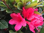 Autumn Ruby Encore Azalea For Sale Online | The Tree Center