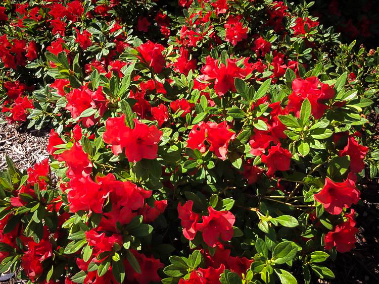 Autumn Sunset Encore Azaleas For Sale | The Tree Center