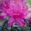 Autumn Amethyst Encore Azaleas For Sale | The Tree Center