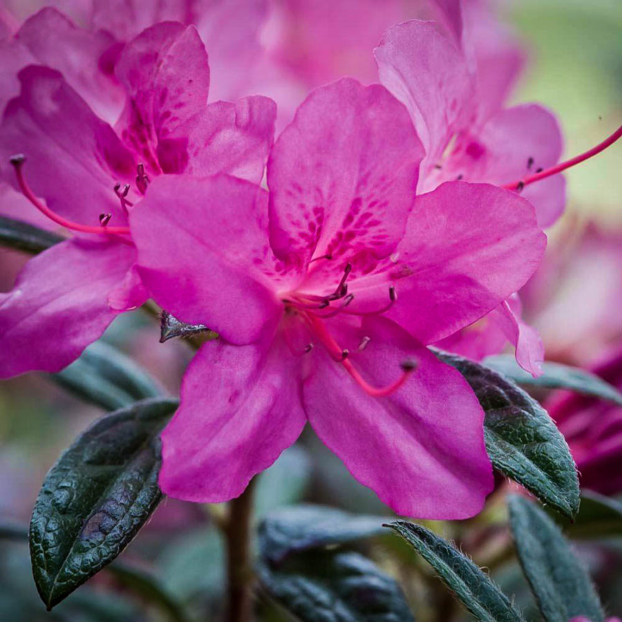 Autumn Amethyst Encore Azaleas For Sale | The Tree Center