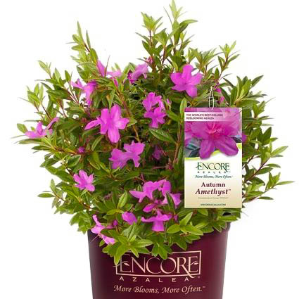 Autumn Amethyst Encore Azaleas For Sale | The Tree Center