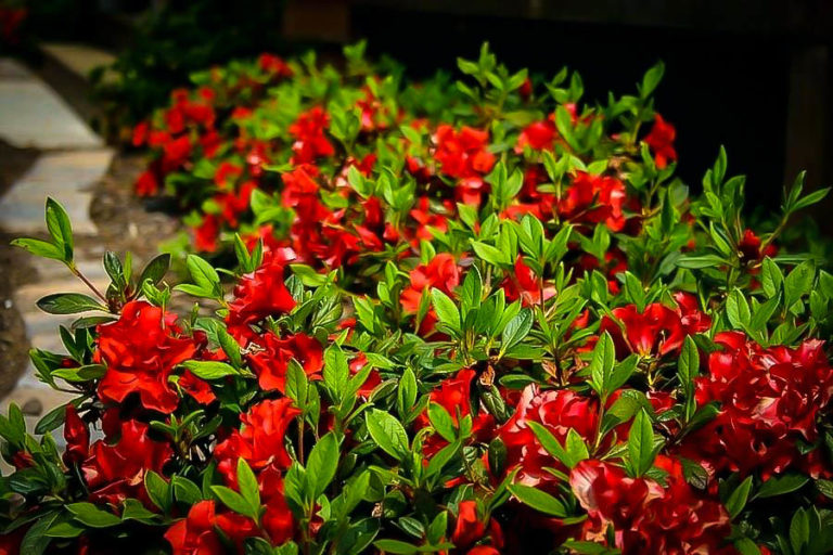 Autumn Bonfire Encore Azaleas For Sale | The Tree Center