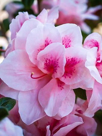 Autumn Fire Encore Azaleas For Sale Online | The Tree Center