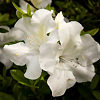 Autumn Ivory Encore Azaleas For Sale | The Tree Center