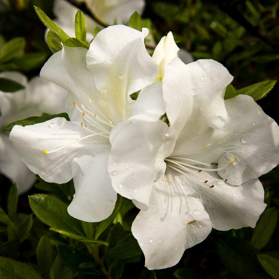 Autumn Ivory Encore Azaleas For Sale | The Tree Center