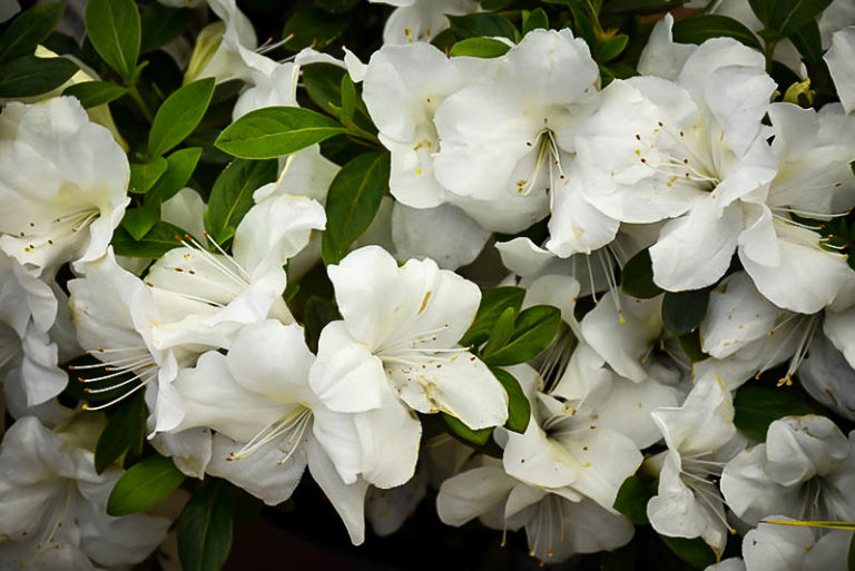 Autumn Ivory Encore Azaleas For Sale | The Tree Center