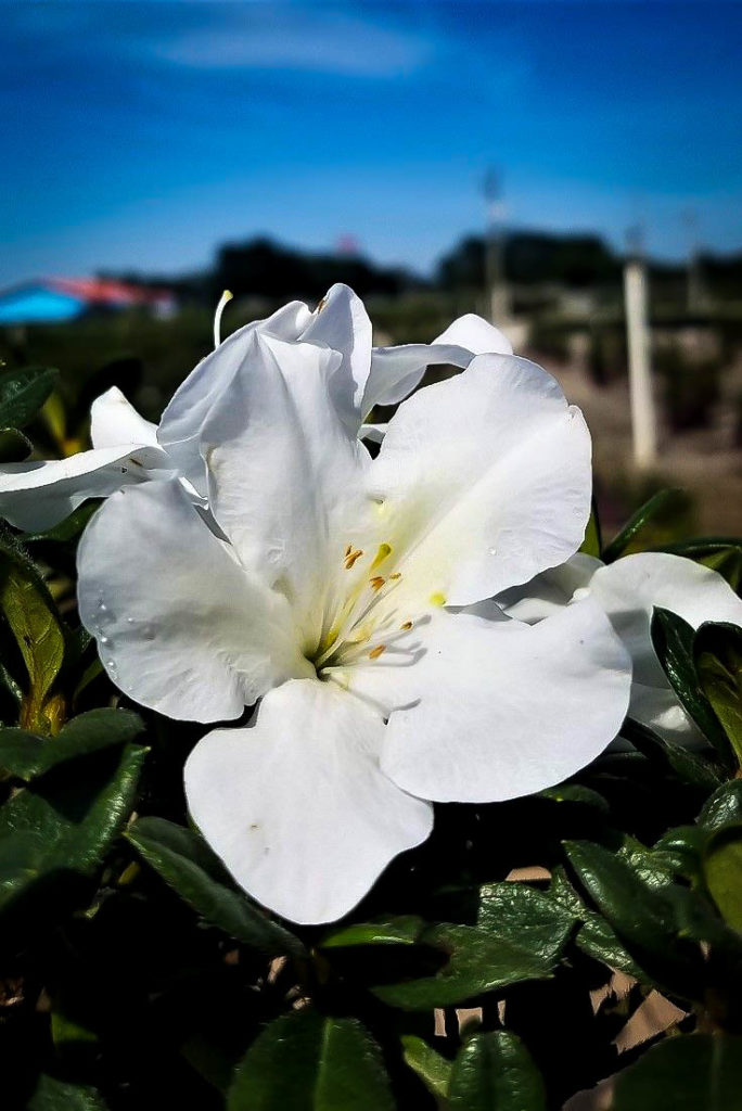 Autumn Ivory Encore Azaleas For Sale | The Tree Center