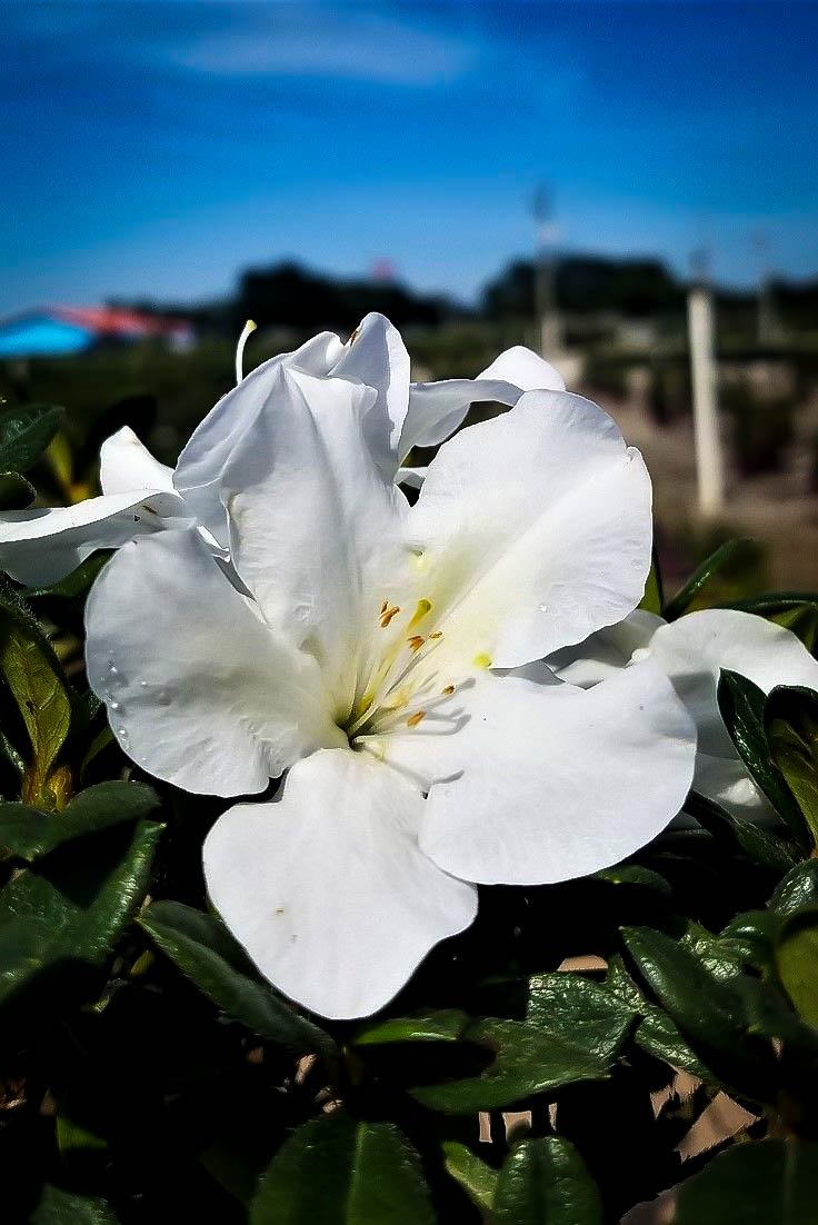 Autumn Ivory Encore Azaleas For Sale | The Tree Center