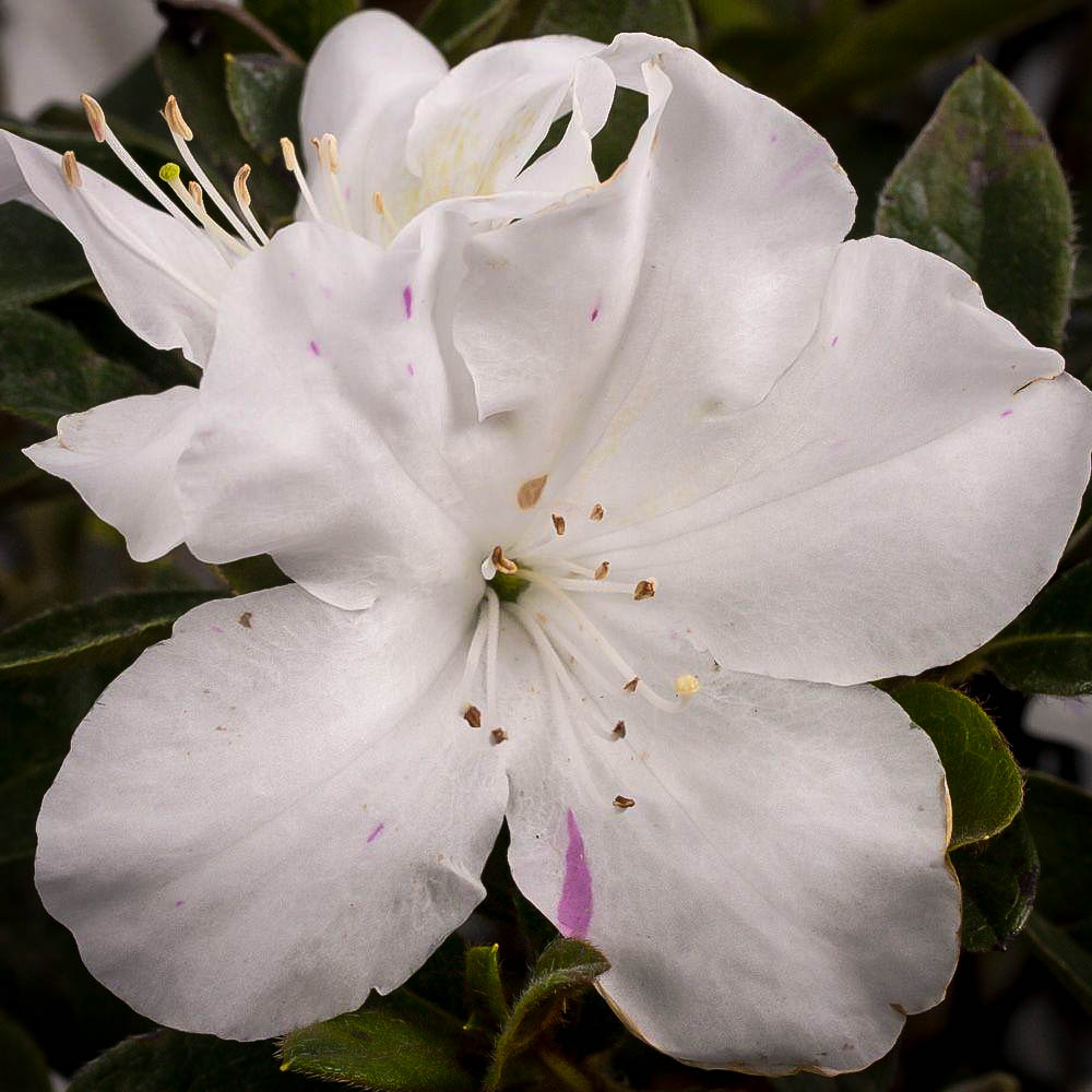Autumn Lily Encore Azaleas For Sale | The Tree Center